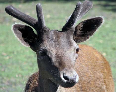 The protected pest: deer in Australia - Environment East Gippsland