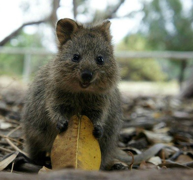 Mainland Quokka Colony to Face Extinction - Environment East Gippsland