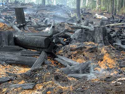 Post-logging burns and Greenhouse - Environment East Gippsland