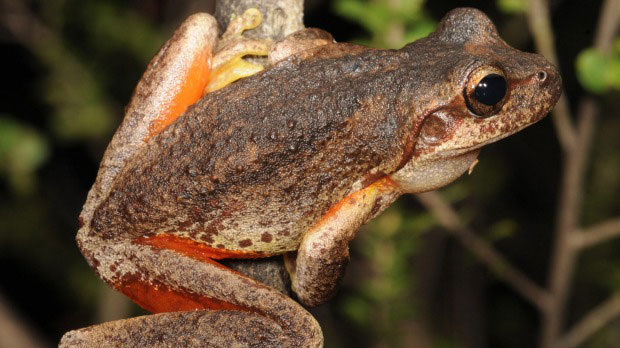 Brown tree frog long-thought extinct rediscovered in East Gippsland ...