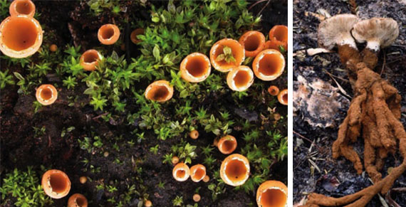 Fire and biodiversity - notes from the symposium - Environment East ...