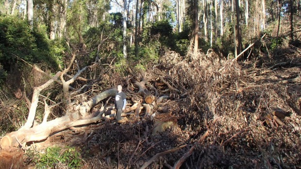 South Coast residents concerned about bushfire risk from logging slash ...