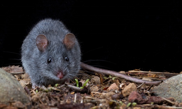 Smoky mouse 'could go extinct without us looking', say Victorian ...