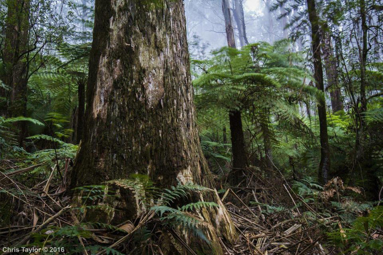 Victorian forests worth more as national park than timber - Environment ...