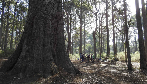 Logging starts in Strathbogies - Environment East Gippsland