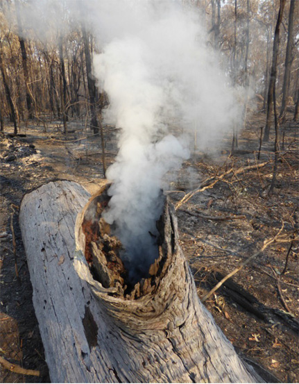 Burning off our biodiversity - Environment East Gippsland