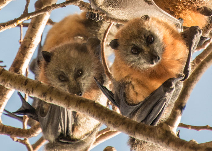 Council adopts a lose-lose stance on threatened Flying Foxes ...